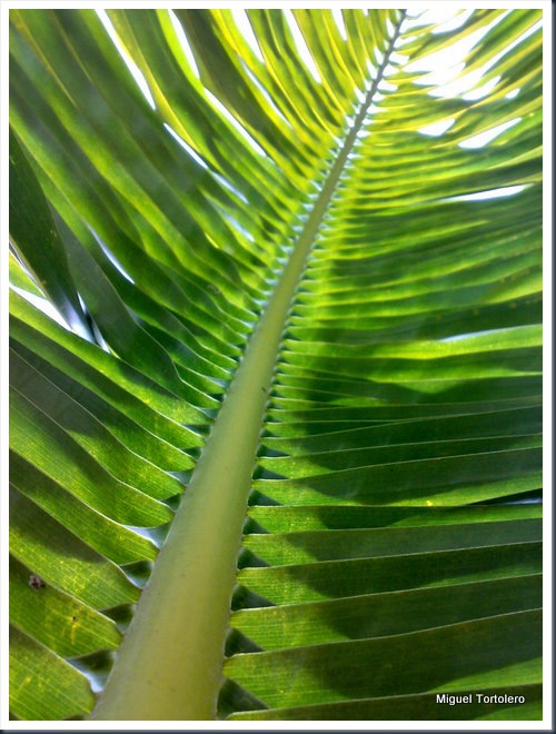 Mks: Así lo VEO!: Formas Naturales